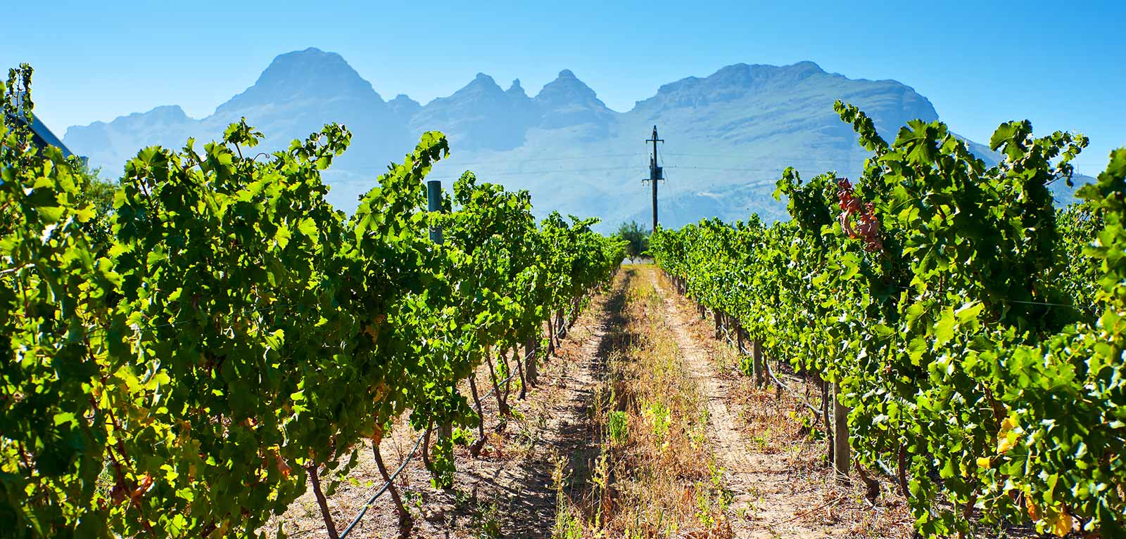 Longridge Estate | Concealed Wines Sweden