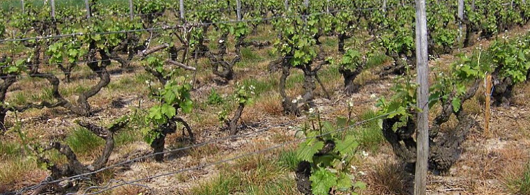 Vinette Wine /Stettyn Family Vineyards | Concealed Wines Sweden