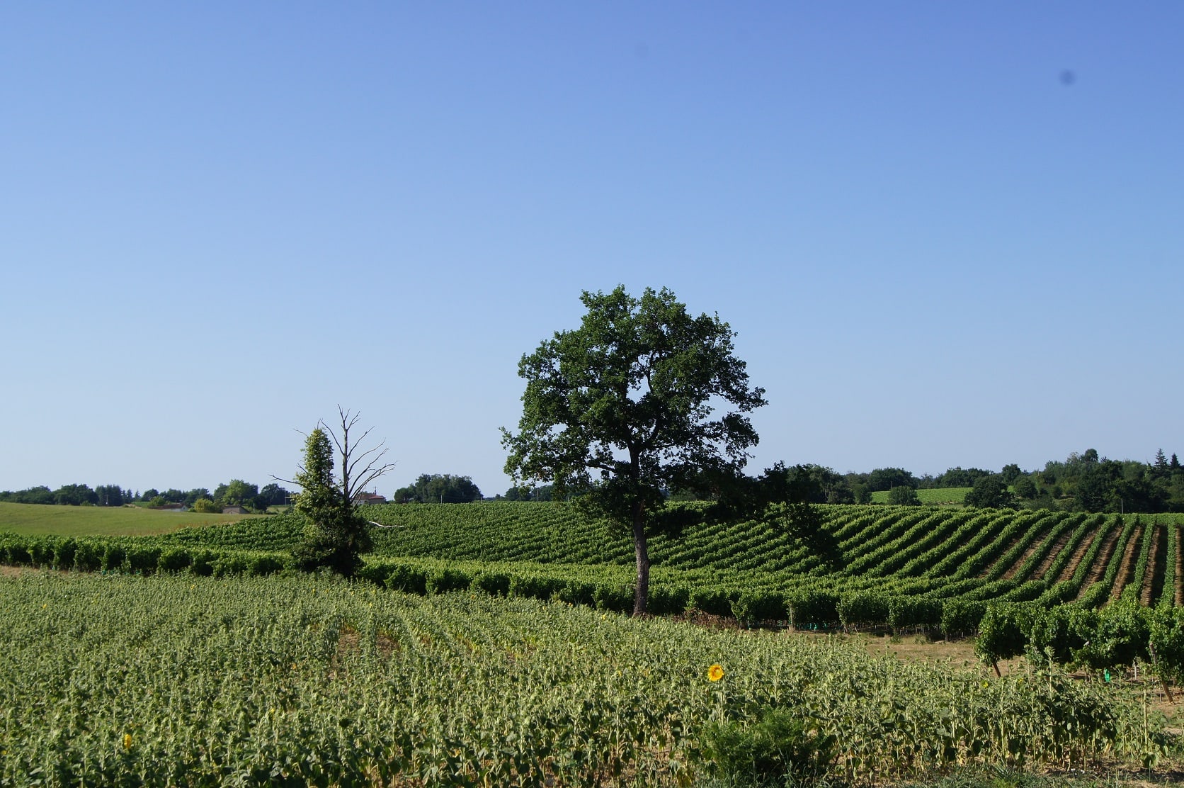 Gascogne | Concealed Wines Sweden