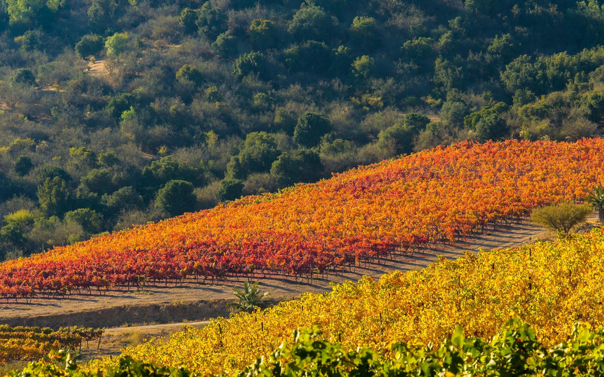 Vina La Rosa | Concealed Wines Sweden